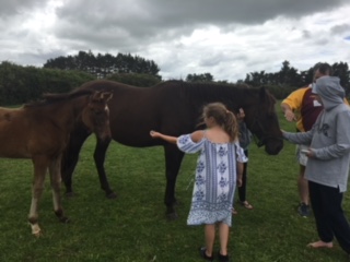 Duelled mare looking for a Danehill free stallion - Thoroughbred ...
