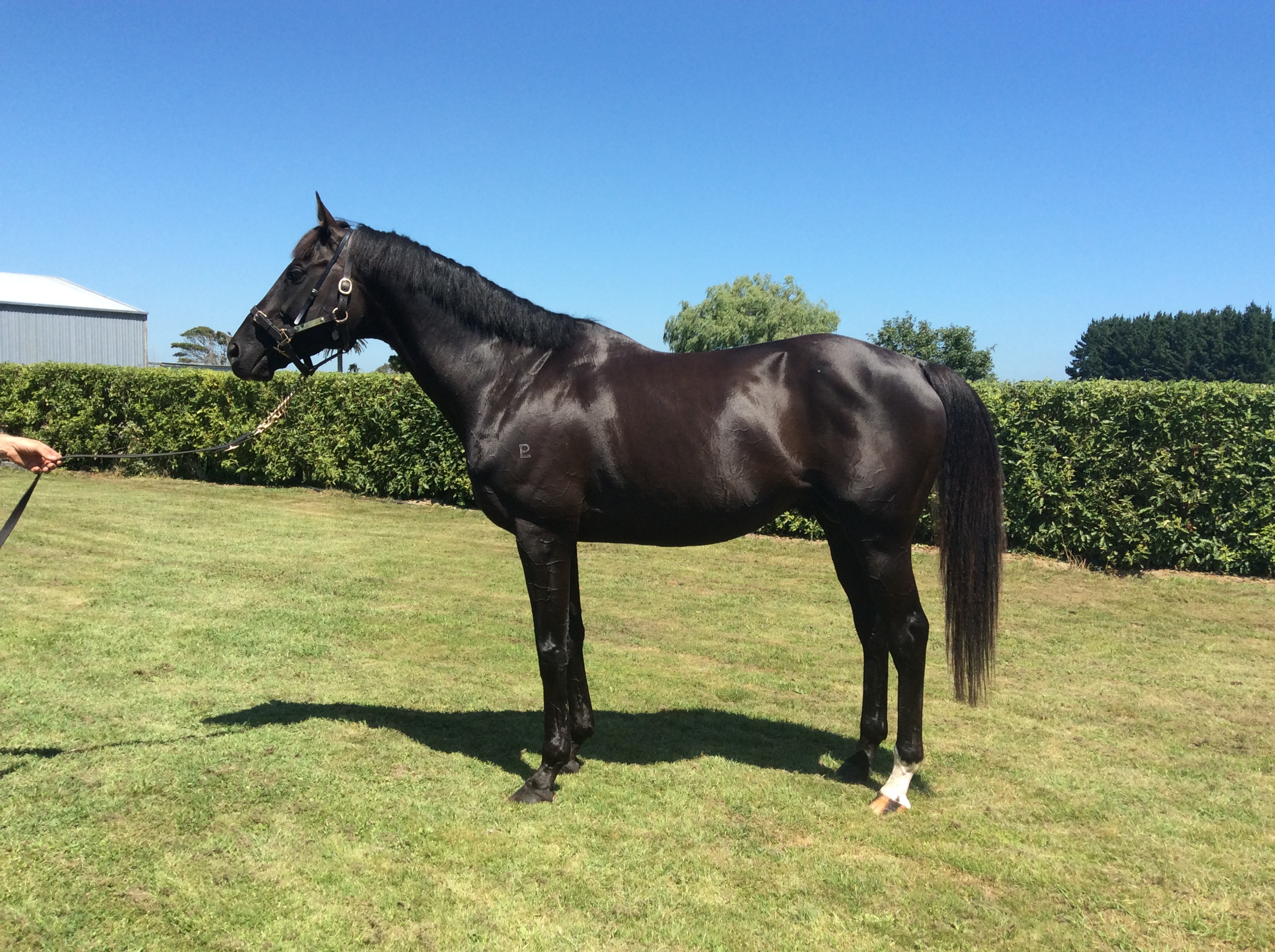 Duelled mare looking for a Danehill free stallion - Thoroughbred ...