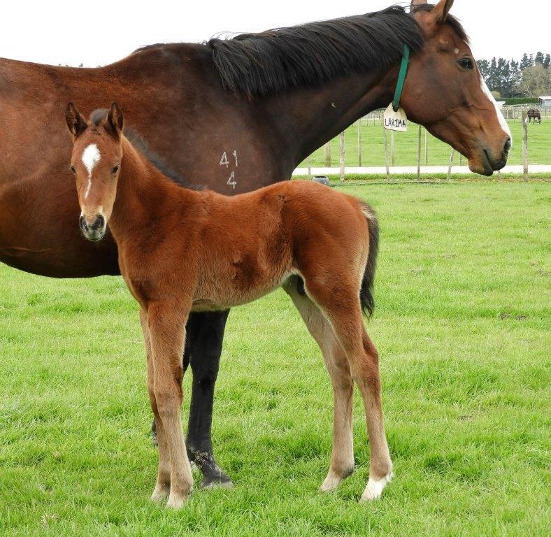 Time Test - Thoroughbred Breeding - RaceCafe NZ's Premier Racing Community