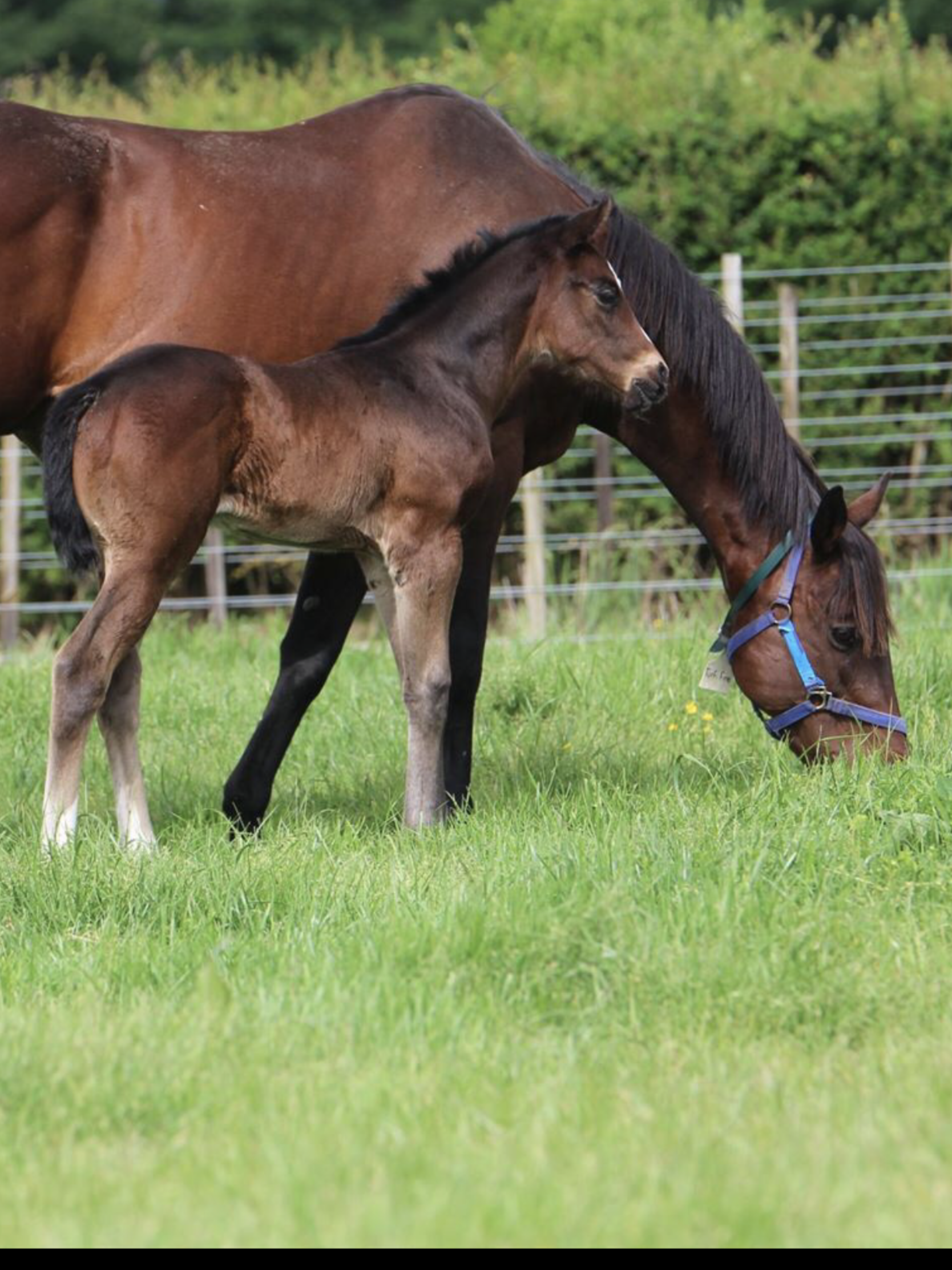 Time Test - Thoroughbred Breeding - RaceCafe NZ's Premier Racing Community