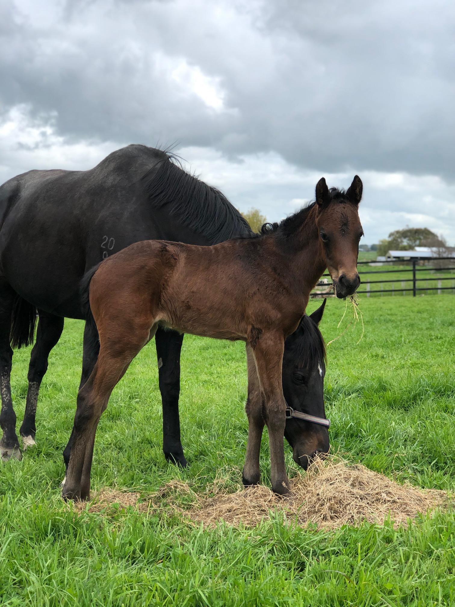 Time Test - Thoroughbred Breeding - RaceCafe NZ's Premier Racing Community