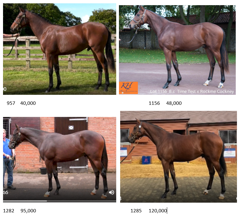 Time Test - Thoroughbred Breeding - RaceCafe NZ's Premier Racing Community