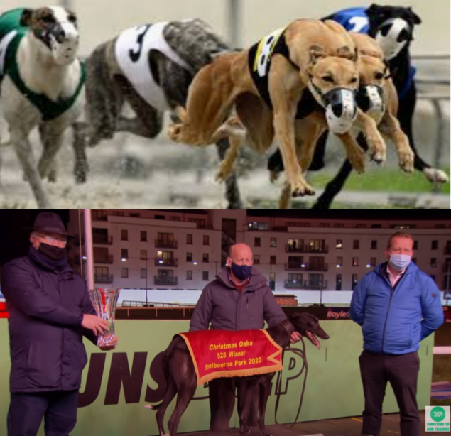 Mask wearing taking dogs to boxes - Greyhound Cafe - RaceCafe NZ's ...