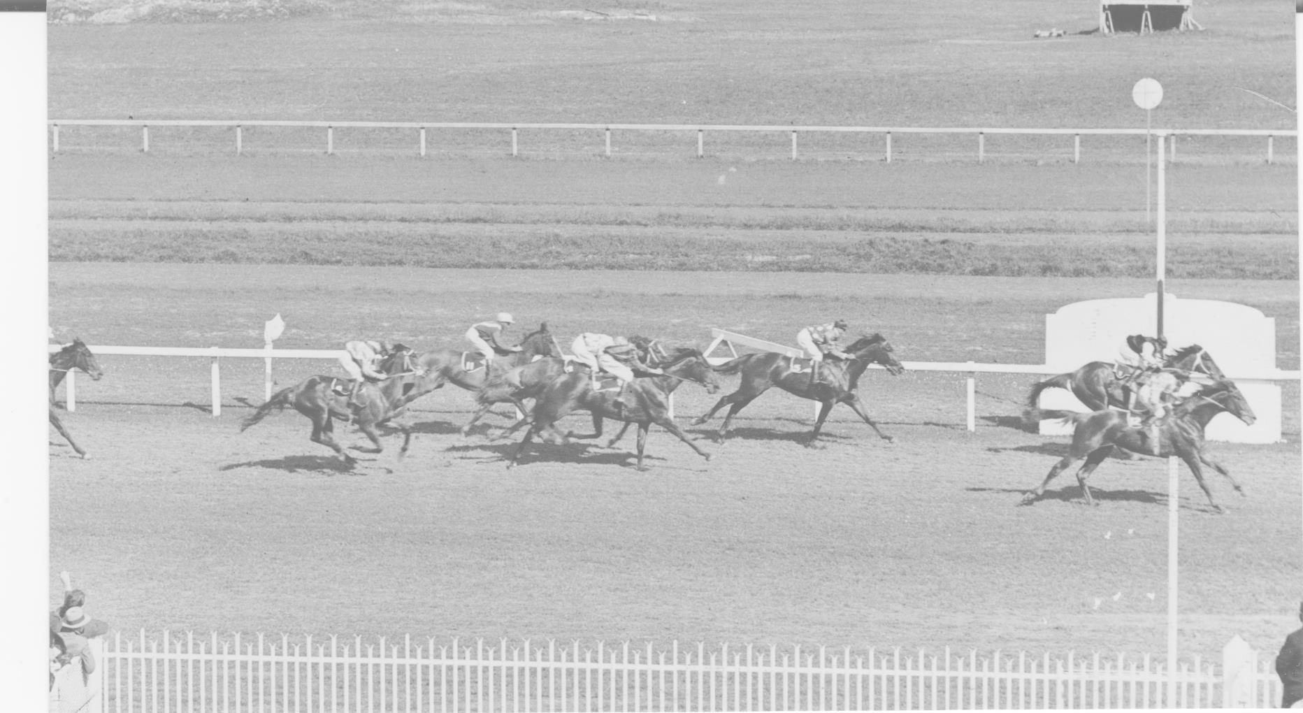 Photograph - 'Trentham Races' - Thoroughbred Cafe - RaceCafe NZ's ...