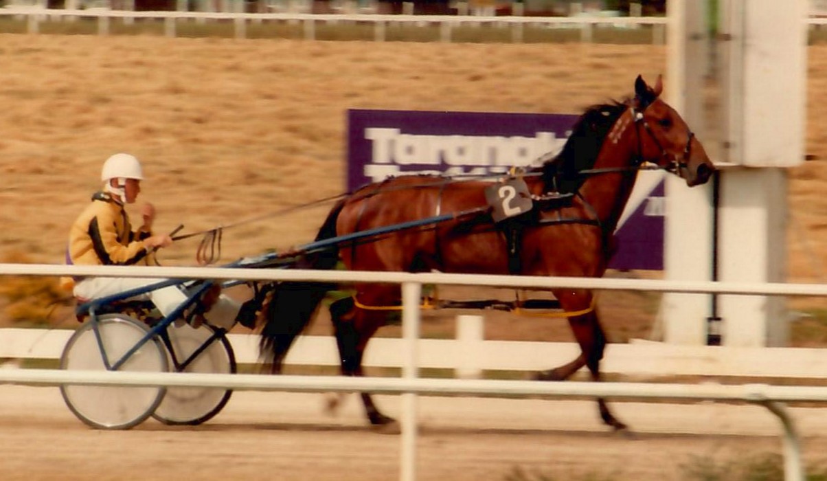 Young Bublitz. - Harness Cafe - RaceCafe NZ's Premier Racing Community