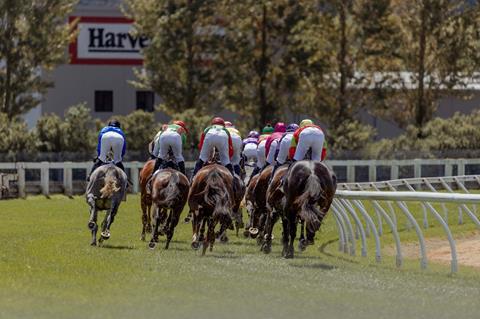 Project Stamina - Thoroughbred Cafe - RaceCafe NZ's Premier Racing ...