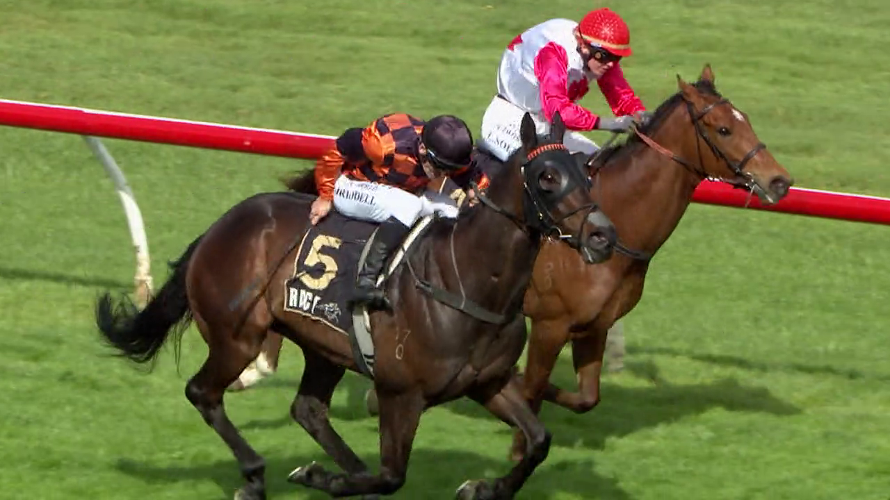 All Activity - RaceCafe NZ's Premier Racing Community